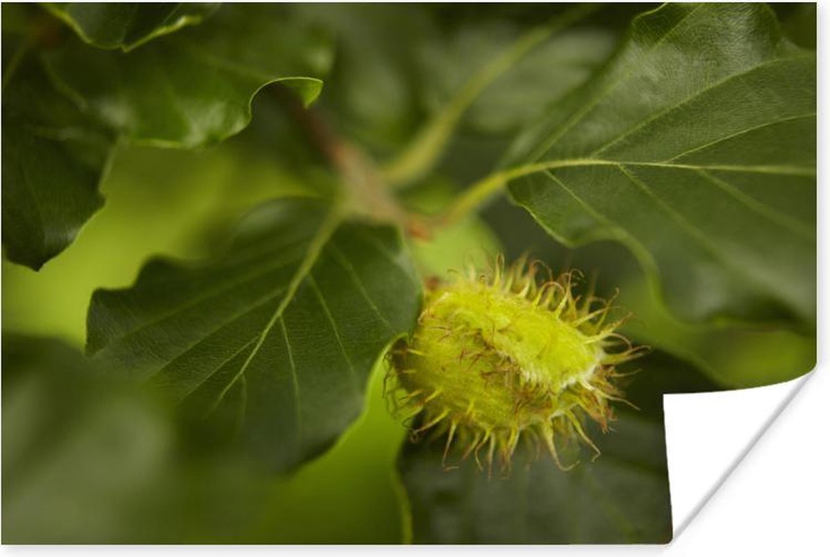 Beukennoot nog in de schil Poster 30x20 cm - klein - Foto print op ...