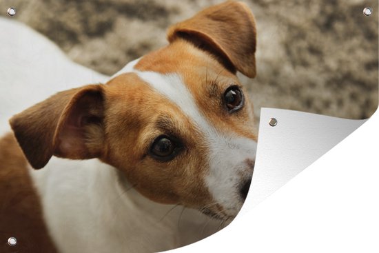 Tuinposter - Tuindoek - Tuinposters buiten - Jack Russel die omhoog ...