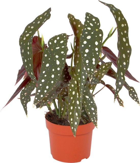 Goed & Groen - Begonia Maculata - ↨ 20cm - Potmaat 12 - Exclusieve ...