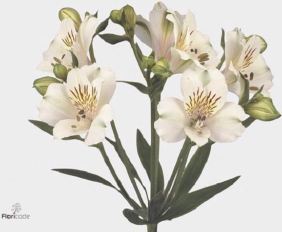 DutchFlowers - Boeket - 10x Alstroemeria virginia 70cm | bol