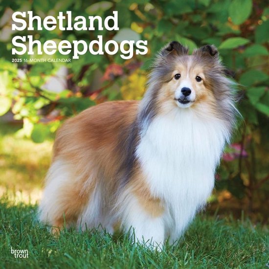 Sheltie - Shetland Sheepdog Kalender 2025 | bol