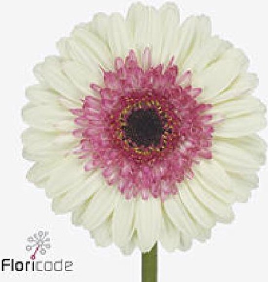 DutchFlowers - Boeket - 20x Germini double fun 70cm | bol