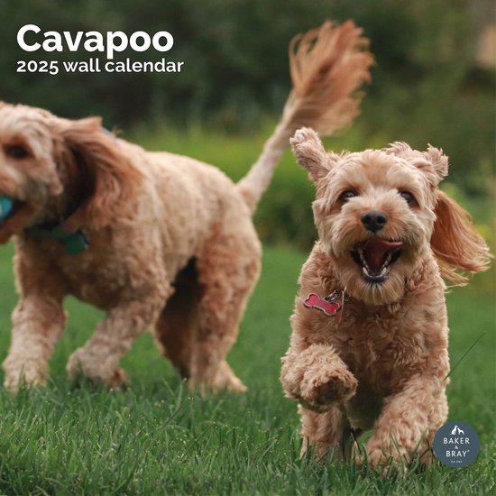 Cavapoo Kalender 2025 | bol