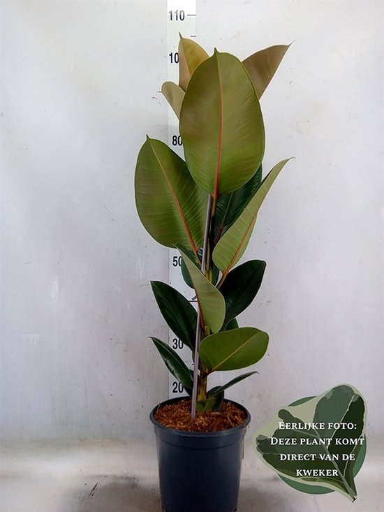 Ficus elastica 'Robusta' - Hoogte 90cm - Potmaat 21cm - Luchtzuiverende Kamerplant -... | bol