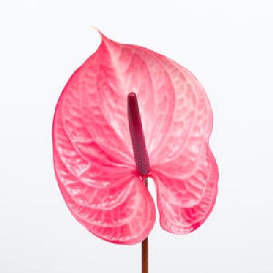 20x Anthurium candy | bol