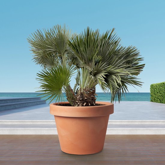 Chamaerops Humilis compact XL | bol.com