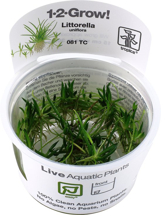 Tropica - Littorella Uniflora - Aquariumplant - 1-2-grow! InVitro ...