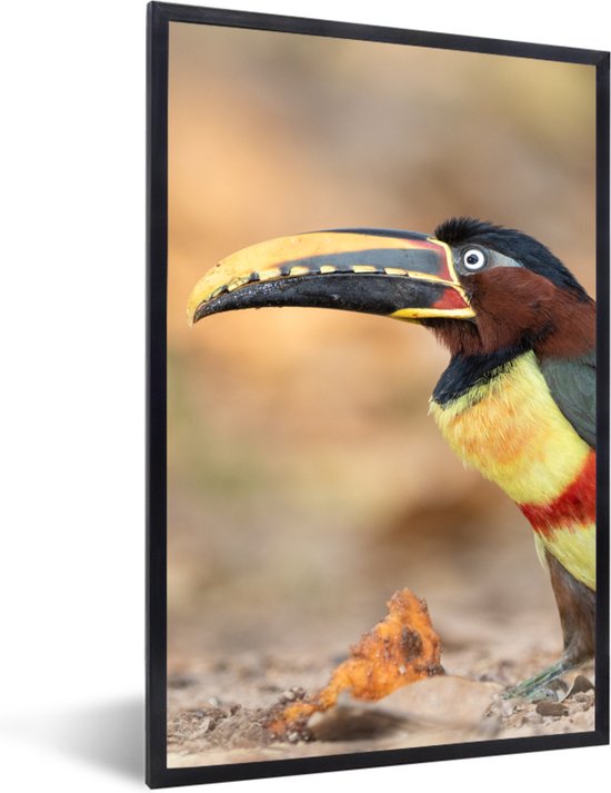 Poster - Fotolijst - Vogel - Toekan - Veren - Landschap - 40x60 cm ... Poster - Fotolijst - Vogel - Toekan - Veren - Landschap - 40x60 cm ...