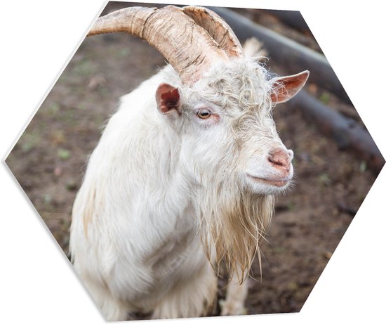 PVC Schuimplaat Hexagon - Witte geit staat in wei met houten hek ...