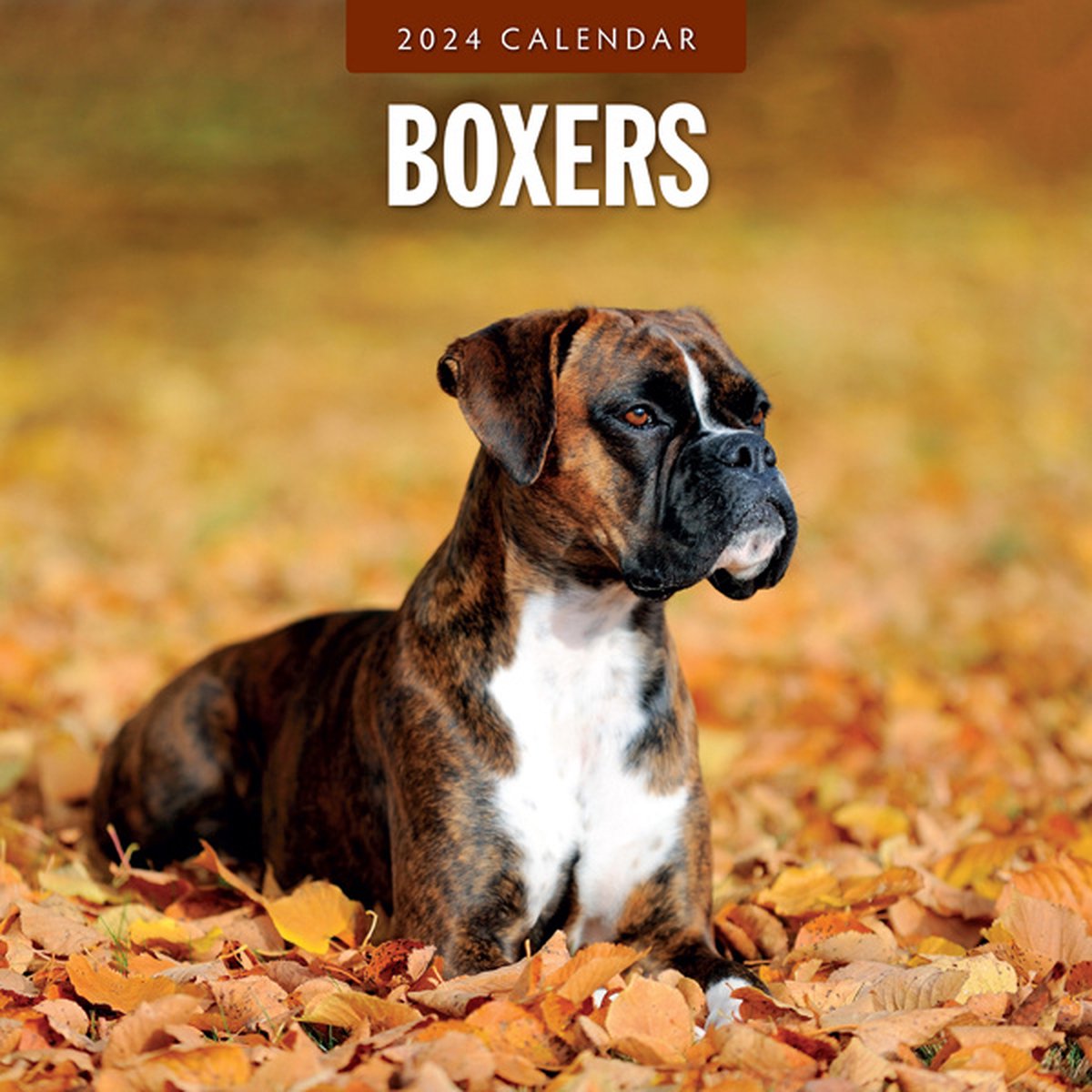 Boxers Kalender 2024 | bol.com