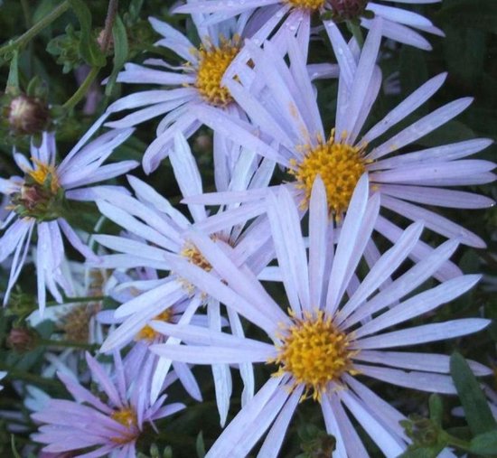 3 stuk(s) | Aster pyrenaeus 'Lutetia' P9 cm | bol