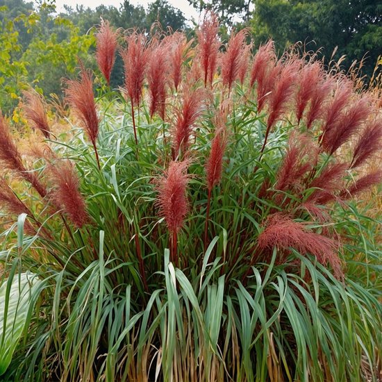 Plant in a Box - Miscanthus sinensis 'Red Chief' - Siergras - Set van 2 ...