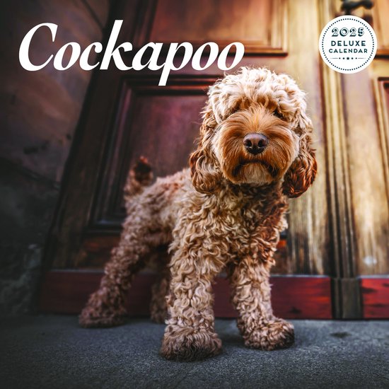 Cockapoo Kalender 2025 Deluxe | bol