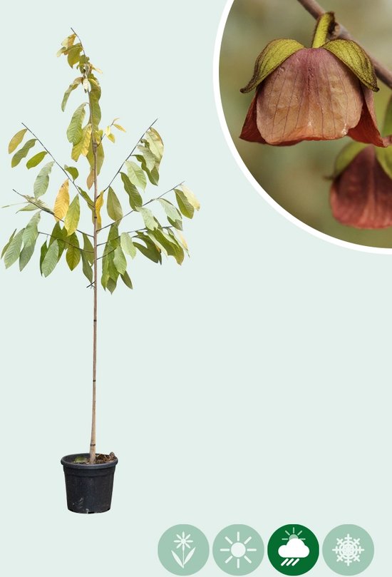 Pawpaw boom | Asimina triloba 4-8 cm | Bomenbezorgd.nl | bol