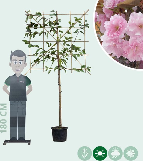 Japanse sierkers leiboom 120 cm | Prunus serrulata 120 cm| Bomenbezorgd ...