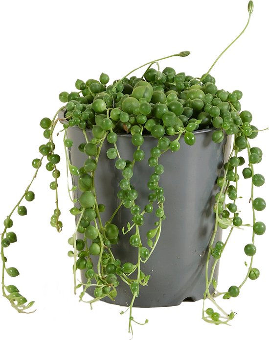 Bloomique - Senecio Rowleyanus - Erwtenplant - Hangplant - Kamerplanten ...