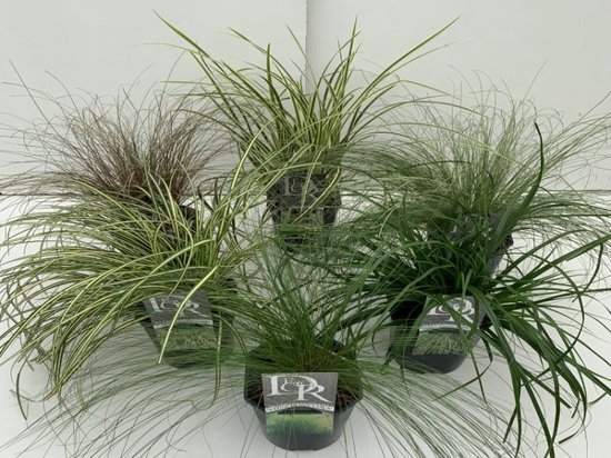 stuks | Gras in soorten | Latijnse naam: Gras in soorten Siergras | bol.com