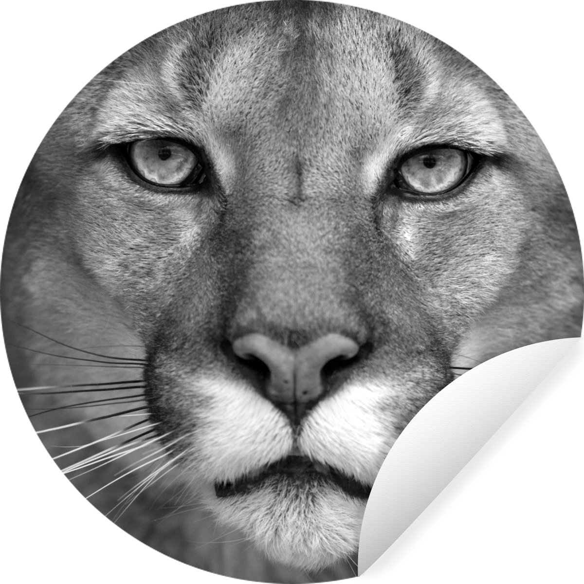 Behangcirkel - Zelfklevend behang - Wilde dieren - Panter - Zwart - Wit - ⌀ 30 cm -... | bol