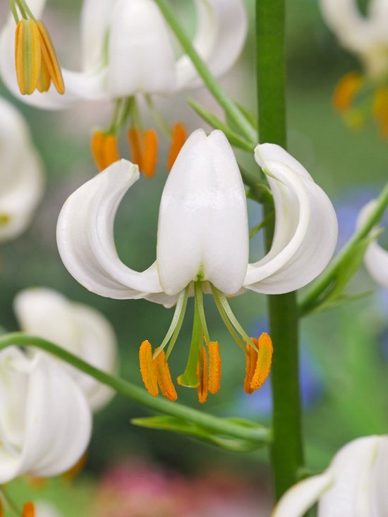 25x Lelie 'Martagon album' - BULBi® Bloembollen met bloeigarantie | bol