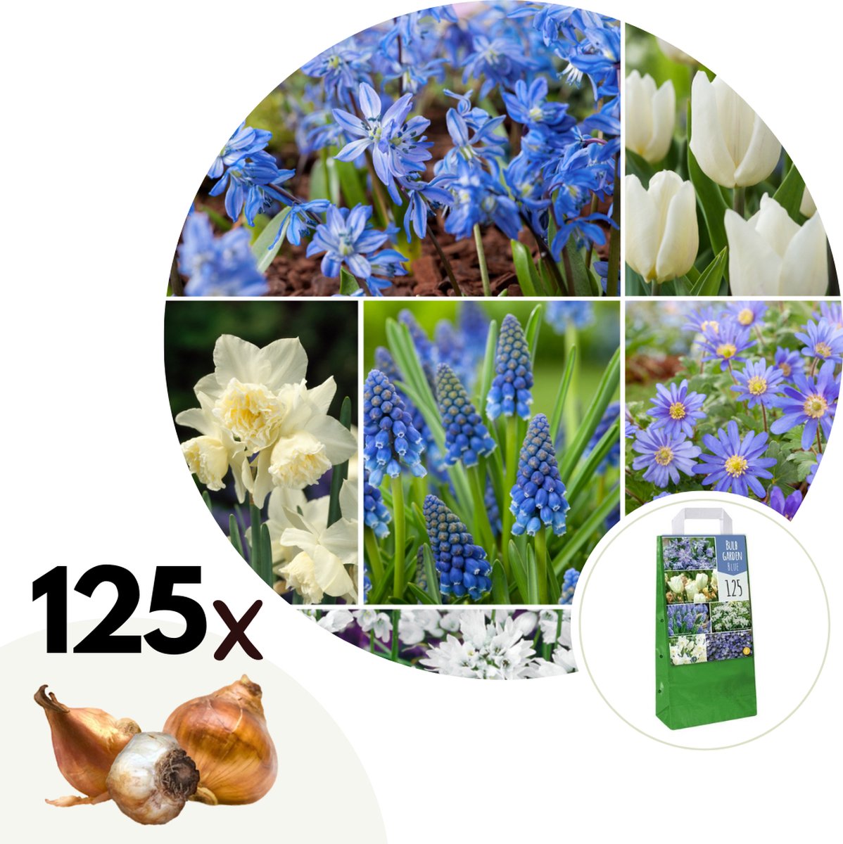Plant in a Box - Voorjaars bloembollen mix Blue - 125x bloembollen ...