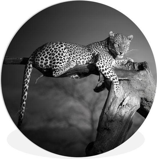 WallCircle - Wandcirkel - Kunststof - Wilde dieren - Panter - Boom - Natuur -... | bol