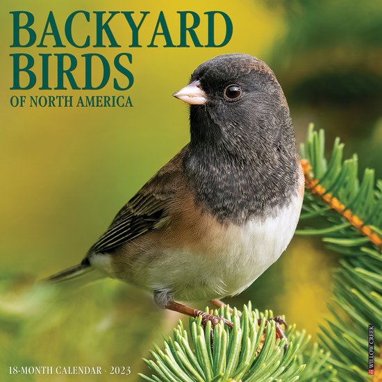 Backyard Birds 2023 Wall Calendar, Willow Creek Press | 9781549224683 ...