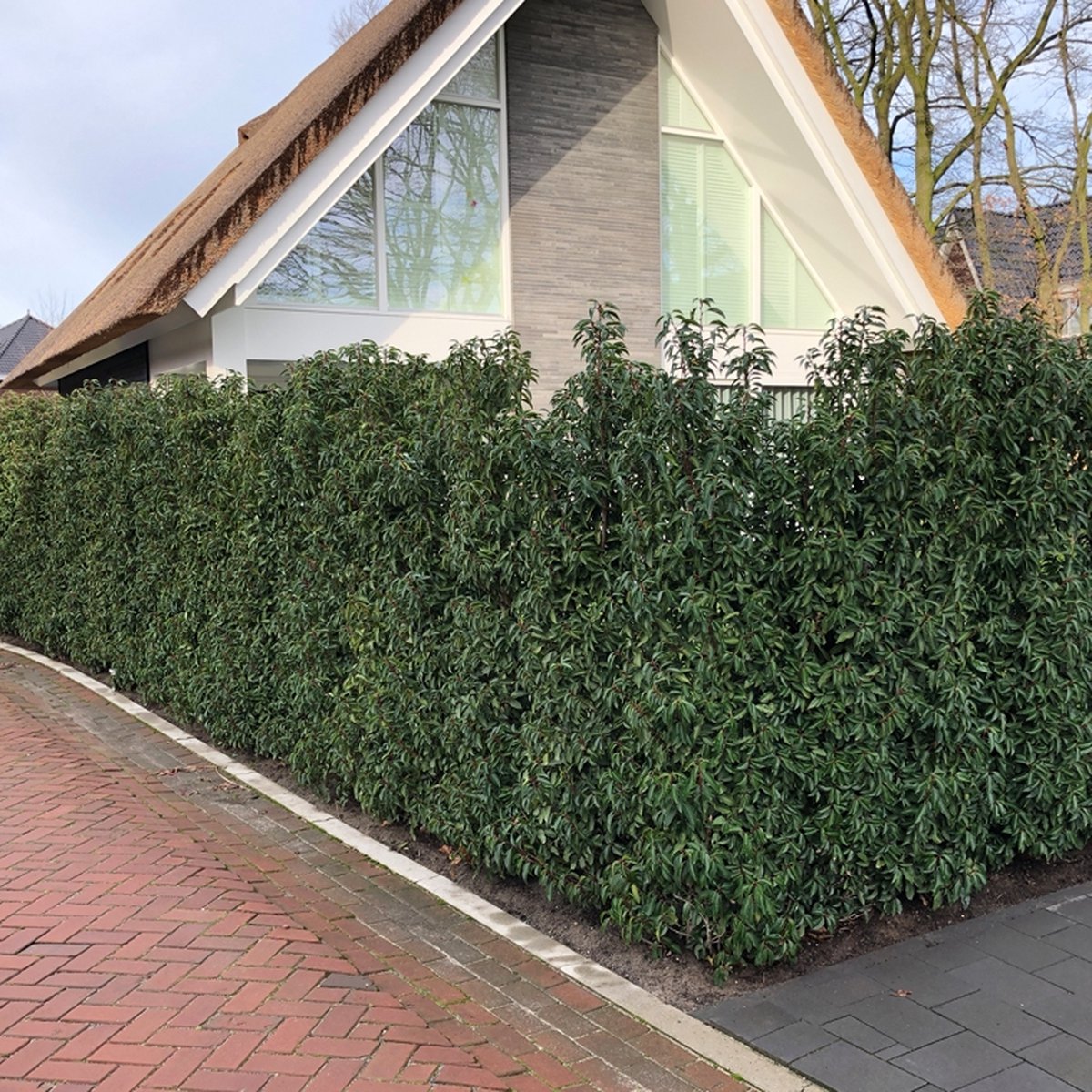5 stuks | Portugese Laurier Pot 200-225 cm Extra kwaliteit ...