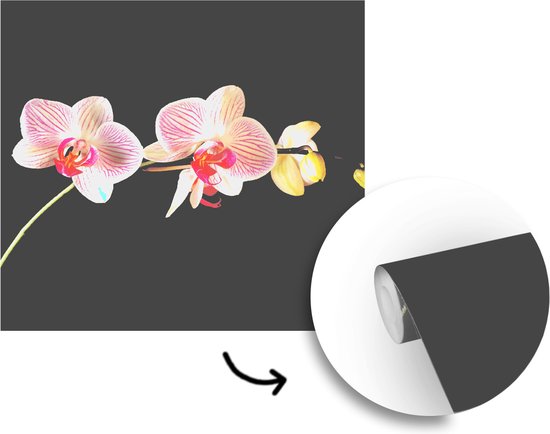 Behang - Fotobehang Orchidee - Bloemen - Zwart - Roze - Knoppen ...
