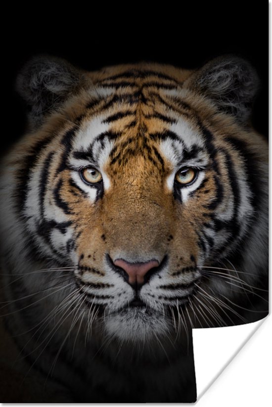 Poster Tijger - Wilde dieren - Portret - Zwart - Dieren - 20x30 cm | bol.com