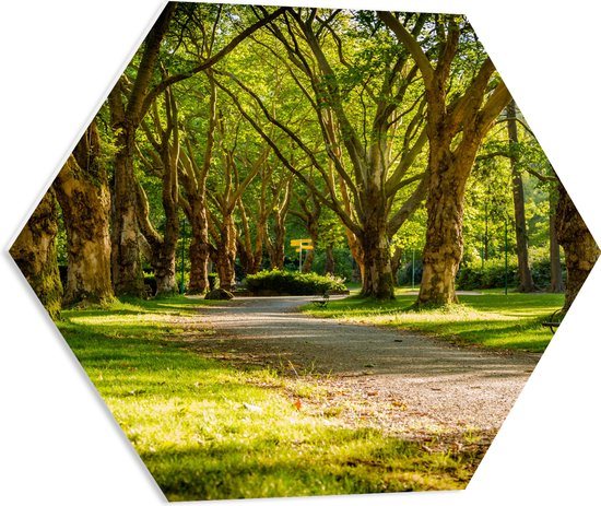WallClassics - PVC Schuimplaat Hexagon - Groene Bomen in het Park ...