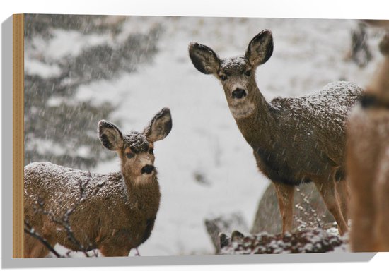 Hout - Twee Aankijkende Jonge Hertjes - 60x40 cm - 9 mm dik - Foto op ...
