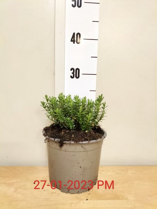 Plants Online - Tuinplanten - Heesters - Set van 1 - Hebe rakaiensis ...