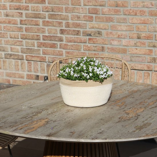 Campanula Addenda Ambella white - Cotton schaal met Campanula met ...