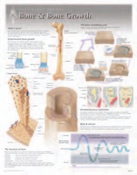 Bone & Bone Growth Laminated Poster | 9781935612001 | Scientific ...