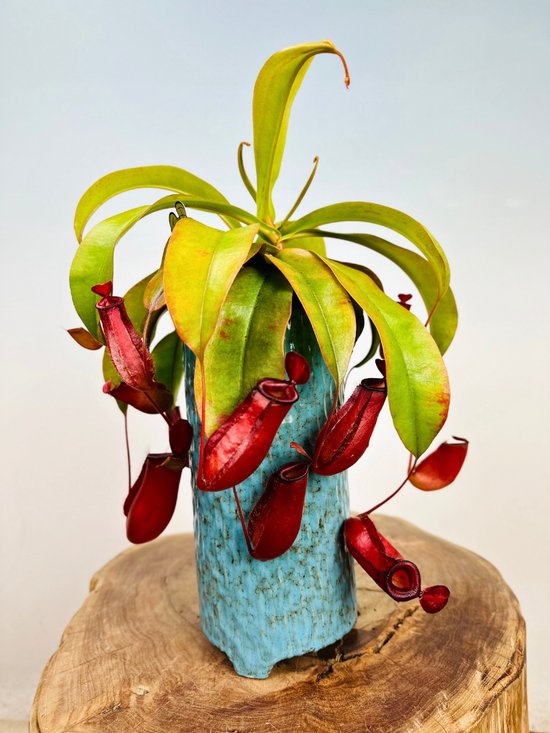 Bekerplant "Nepenthes Bloody Mary" incl. plantenpot "Ties" 'Diep Blauw ...
