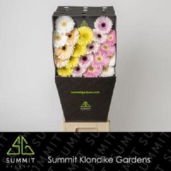 DutchFlowers - Boeket - 20x Germini dream mix pastel 70cm | bol