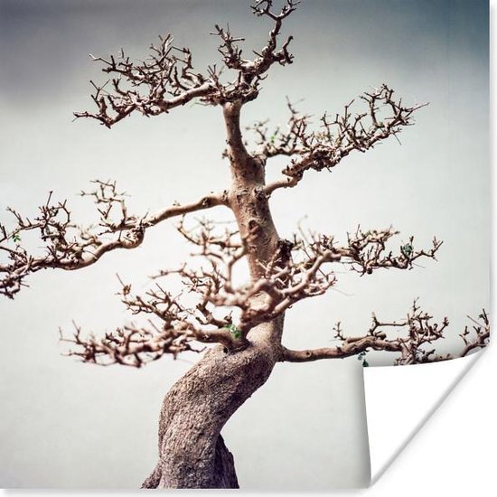 Ingezoomd beeld van een bonsai boom in de winter die bijna alle ...