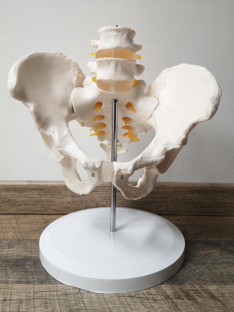 Anatomisch model BEKKEN-HEUP-SKELET- anatomie | bol.com