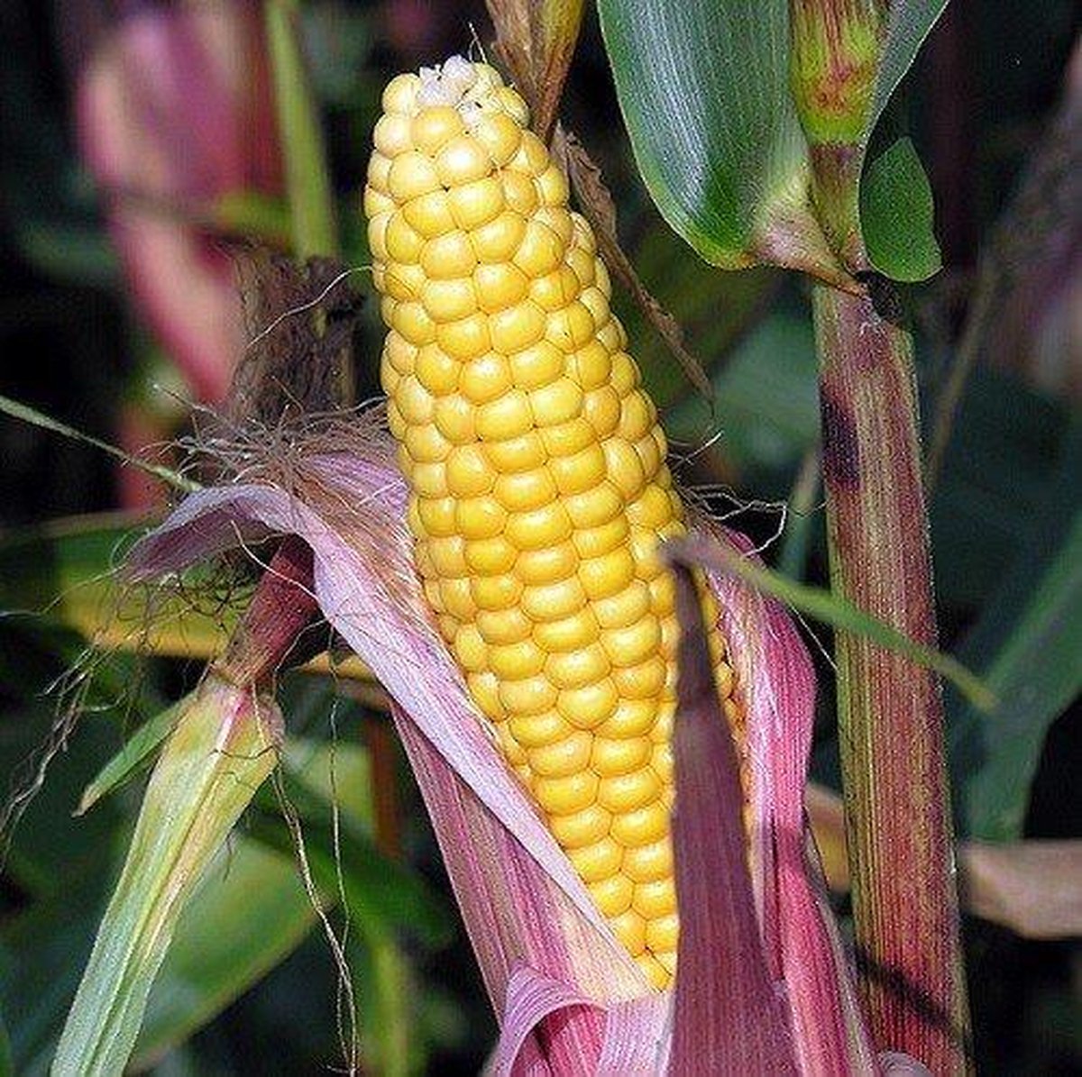 Maisbloem - 1 Kg - Holyflavours - Biologisch gecertificeerd | bol.com