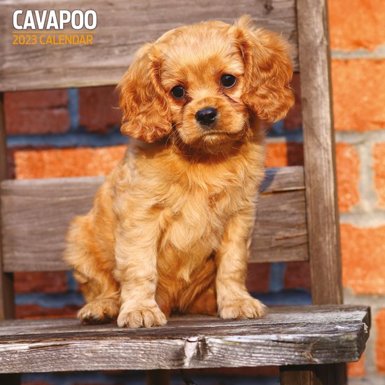 Cavapoo Kalender 2023 | bol