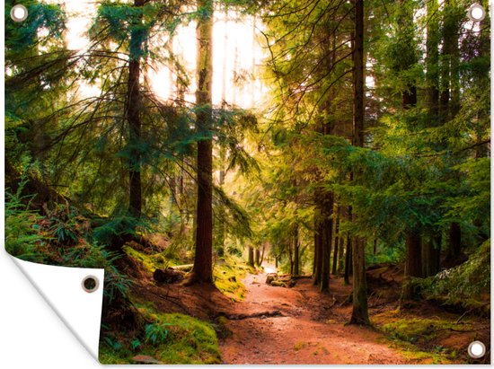 Tuin decoratie Bos - Pad - Bomen - Groen - Zon - Natuur - 40x30 cm ...