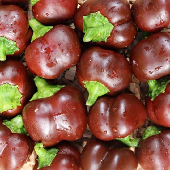 BIO paprika zaden - Paprika Mini Bell Chocolate | bol