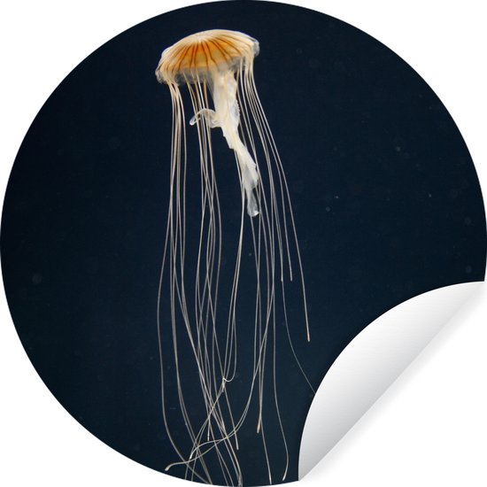 WallCircle - Muurstickers - Behangcirkel - Kwal - Zeedier - Tentakels ...
