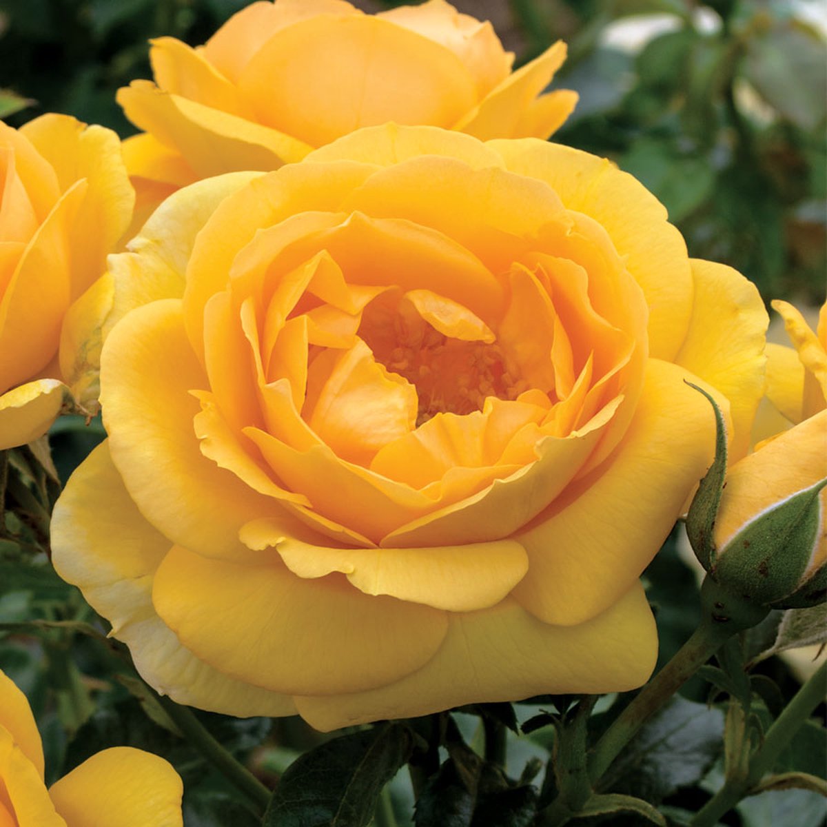 Yellow Fairy | Struikroos | Geel | Doorbloeiend | Voor tuin of in een ...