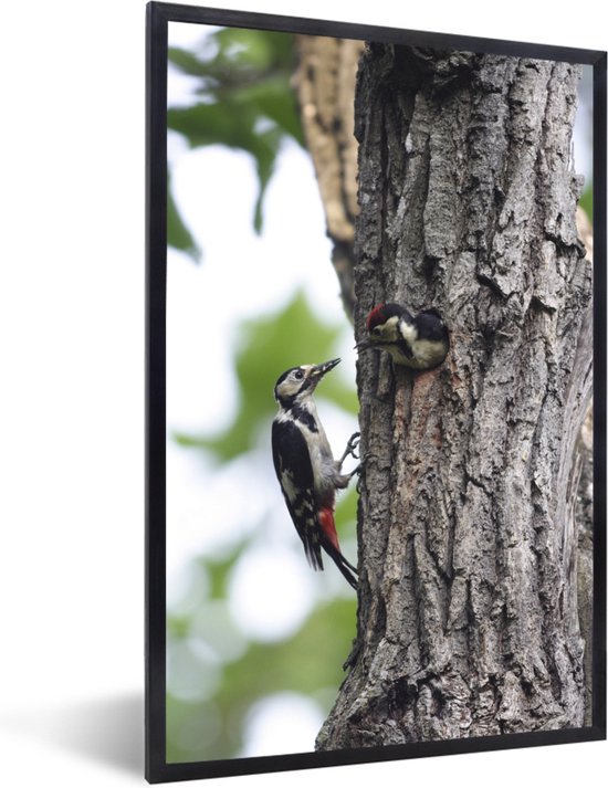 Fotolijst incl. Poster - Een grote bonte specht voedt zijn jongeren ...