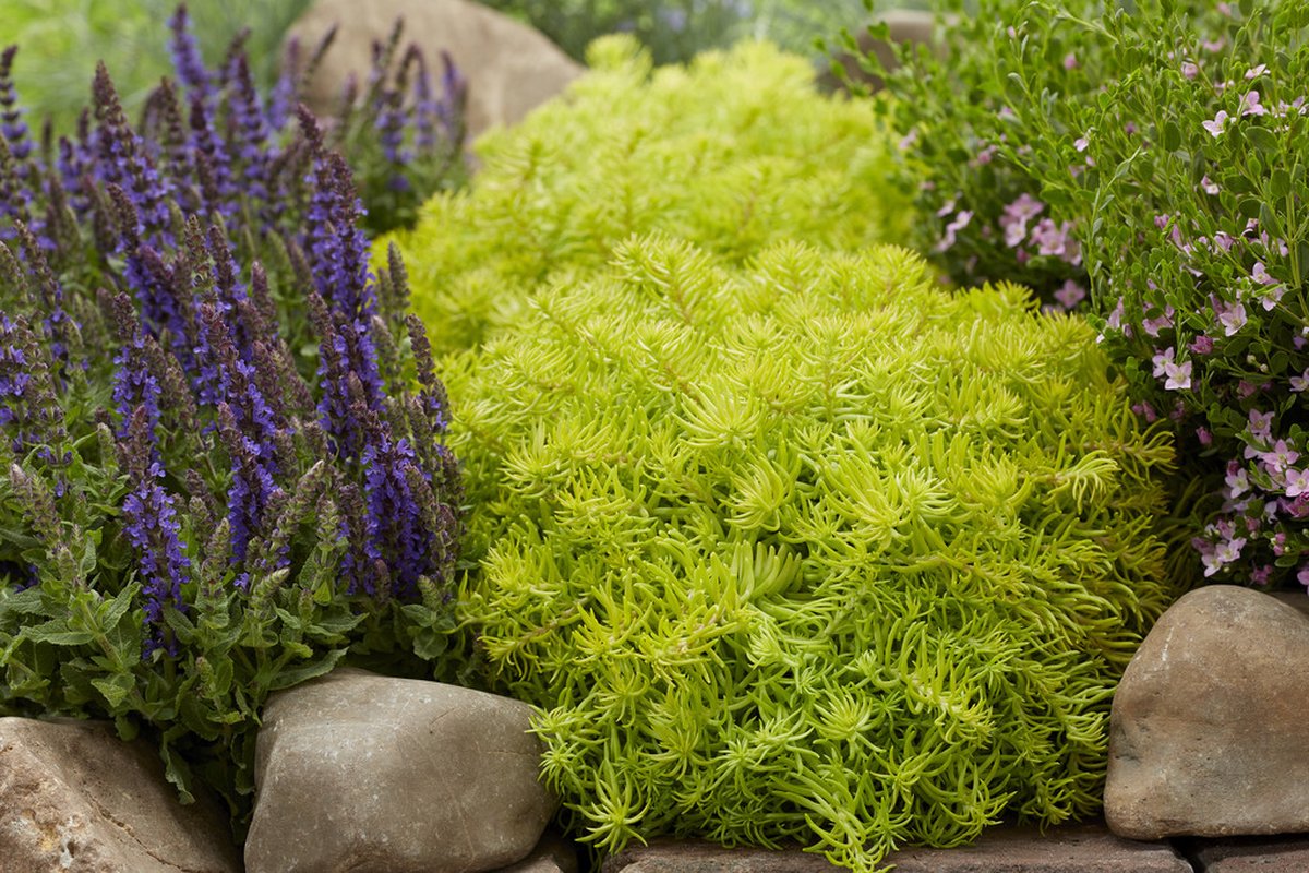 Sedum Rotsplanten mix per 3 stuks - buitenplant in kwekerspot ⌀14 cm ...