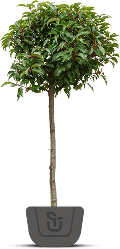 Portugese laurier boom | Prunus Lusitanica Brenelia | Stamomtrek: 7-9 ...