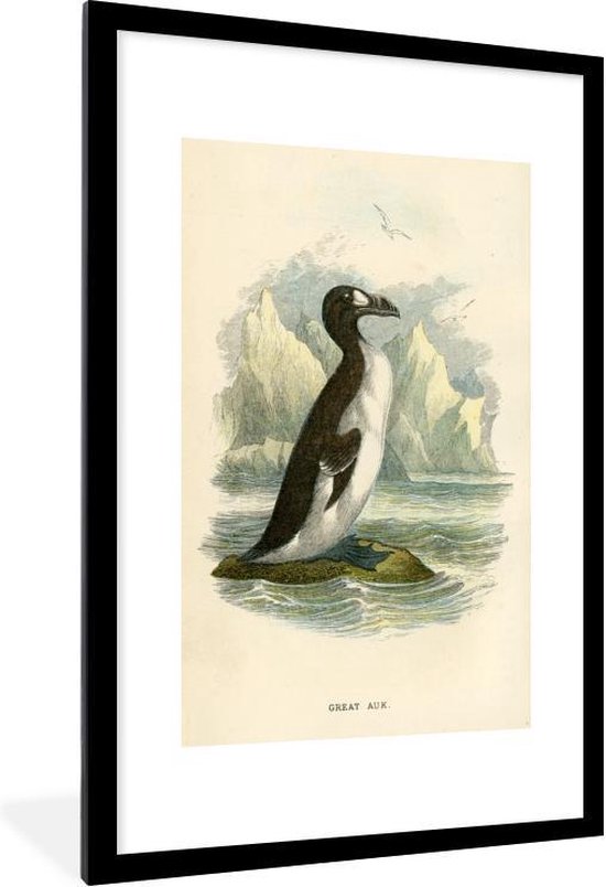 Fotolijst incl. Poster - Gekleurde tekening van de Reuzenalk - 80x120 ...