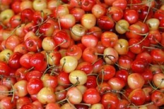 Kersenboom - Prunus avium Udense Spaanse | Hoogstam | bol