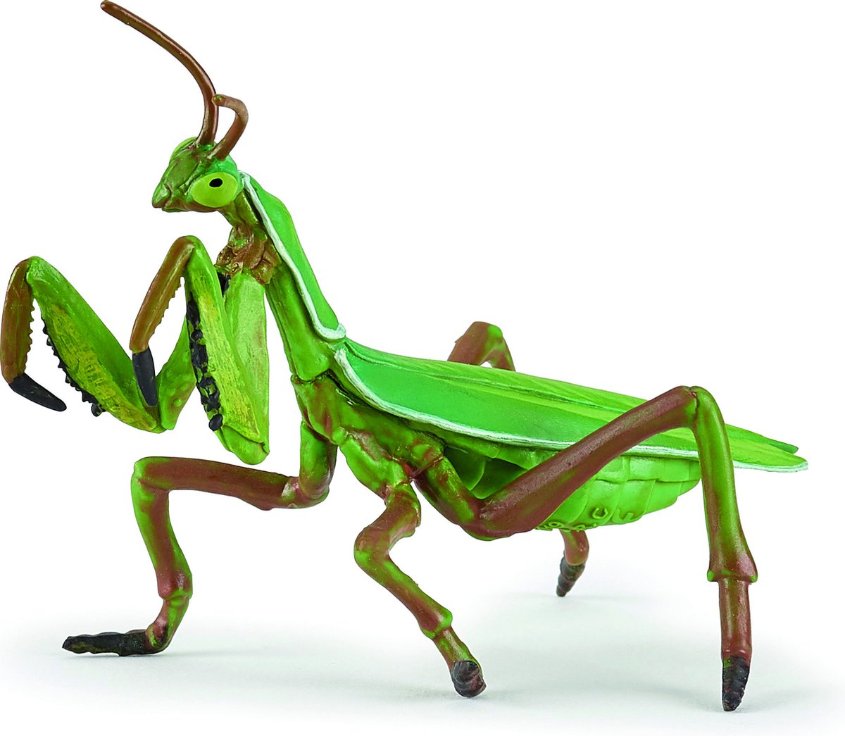 Bidsprinkhaan - Insect | bol.com